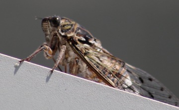 Texte d'étude [Épisode 5/10 - Platon, Phèdre, "Le mythe des cigales"]