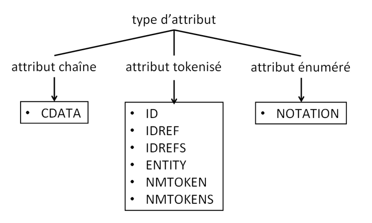 Introduction au langage XML - Différents types d'attributs